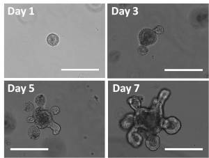Organoid « Wang Lab