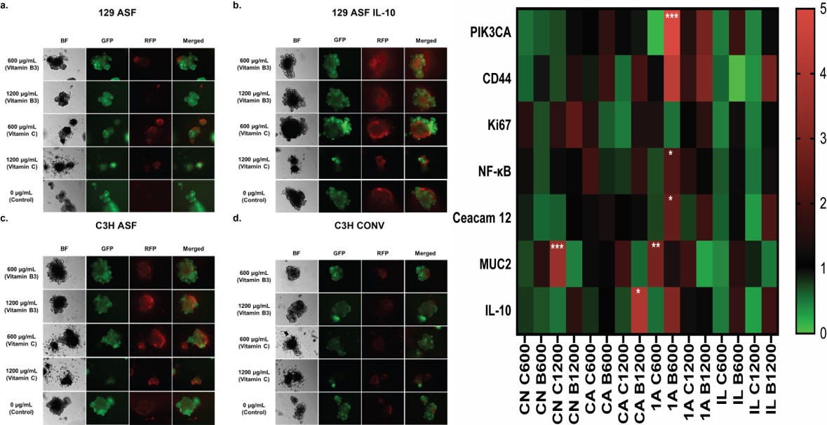 Wang Lab « Explores Human Organoids using Biomaterials and ...