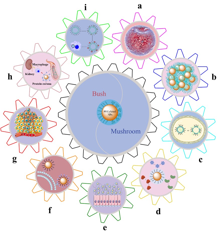 Drug Delivery « Wang Lab