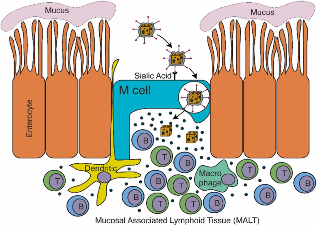 Rational design of oral drugs with gut organoids « Wang Lab